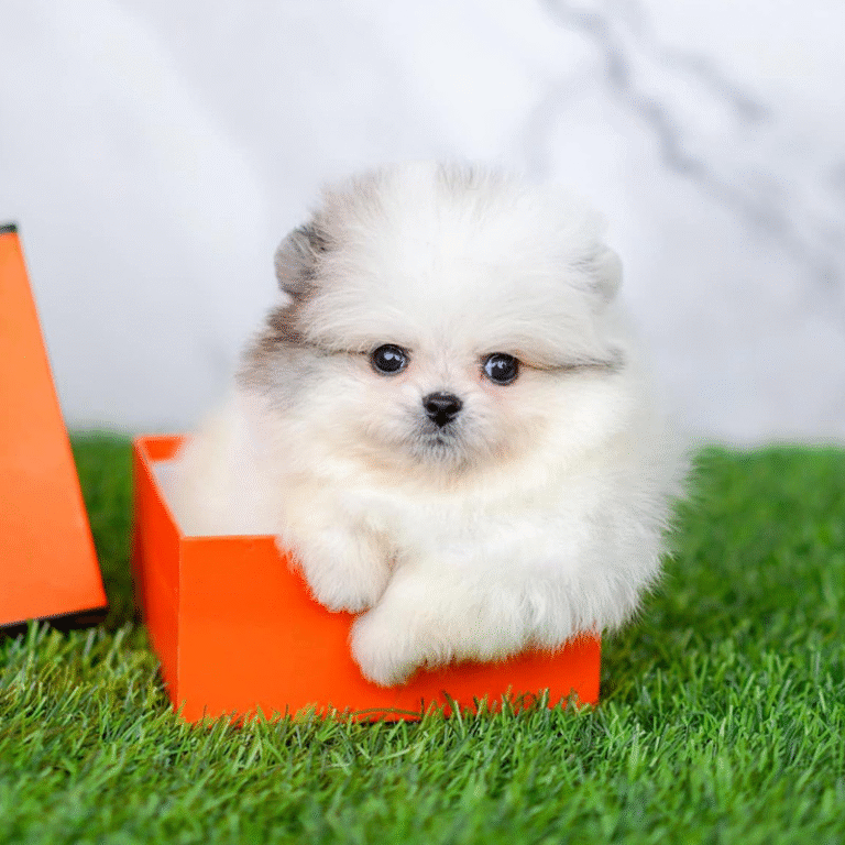 Puppy City | Buy Healthy Puppies from Trusted Breeders