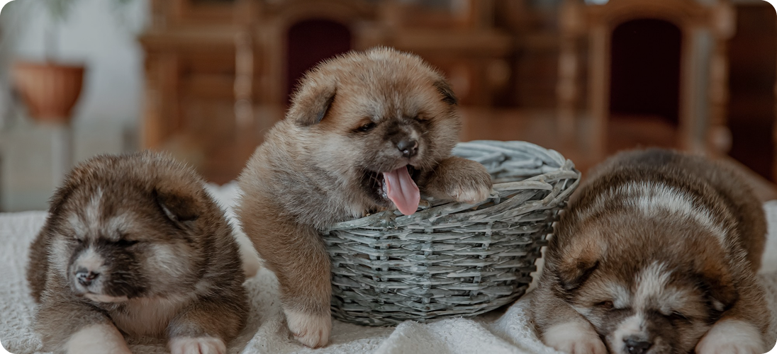 Puppy City Process | Ethical Puppy Adoption Made Simple