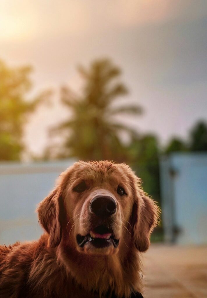 Puppy City | Buy Healthy Puppies from Trusted Breeders